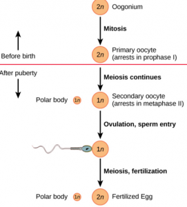 Oogenesis, Polyspermy, and In Vitro Fertilization: When and How ...