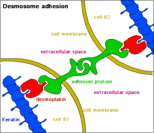 Desmosomes: A Recent Discovery Pertaining to Desmosomes and Related ...