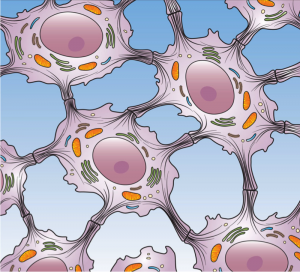 Desmosomes: A Recent Discovery Pertaining to Desmosomes and Related ...