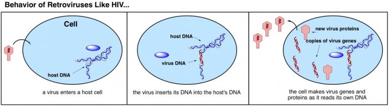 Human Endogenous Retroviruses: Ancient Enemy, Modern Friend – BIOL312 ...
