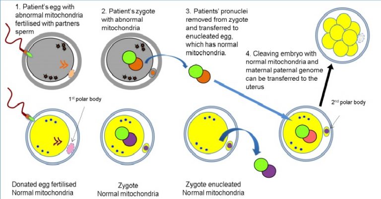 2+1=1. The Ethical Quandary of Three Parent Babies – BIOL312 @UNBC ...