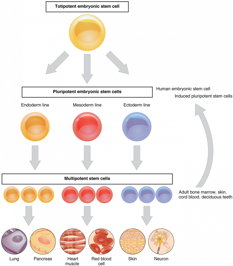 The True Power of Stem Cells – BIOL312 @UNBC – Molecular Cell Physiology