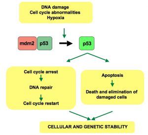 To Be or Not to Be? – Life, Aging & Death – BIOL312 @UNBC – Molecular ...