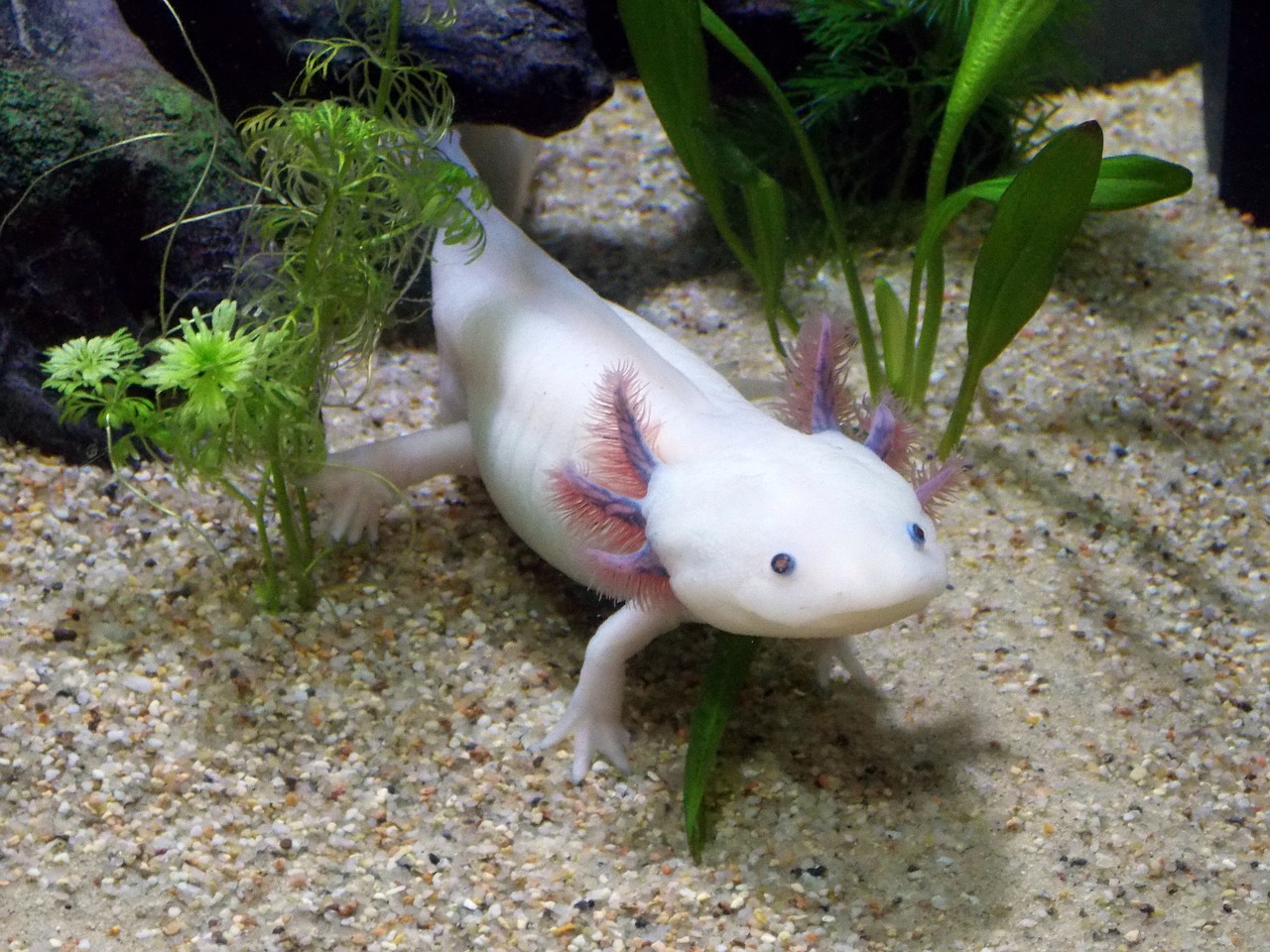 The Axolotl A Real life Wolverine BIOL312 UNBC Molecular Cell The Axolotl A Real life Wolverine BIOL312 UNBC Molecular Cell
