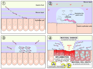 The Guinea Pig Doctor: The History and Discovery of Helicobacter pylori ...