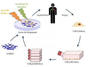 Decell/Recell: The Key to Curing End-Stage Organ Failure – BIOL312 ...